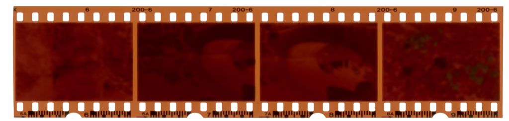 What Are Film Negatives? A Guide | EverPresent