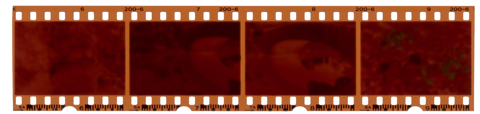 What Are Film Negatives? A Guide | EverPresent