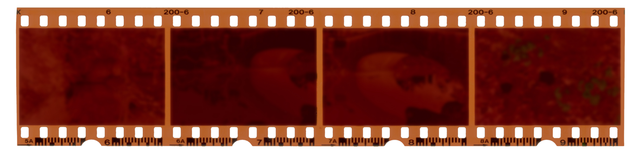 What Are Film Negatives? A Guide | EverPresent